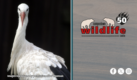 Events | Camperdown Wildlife Centre